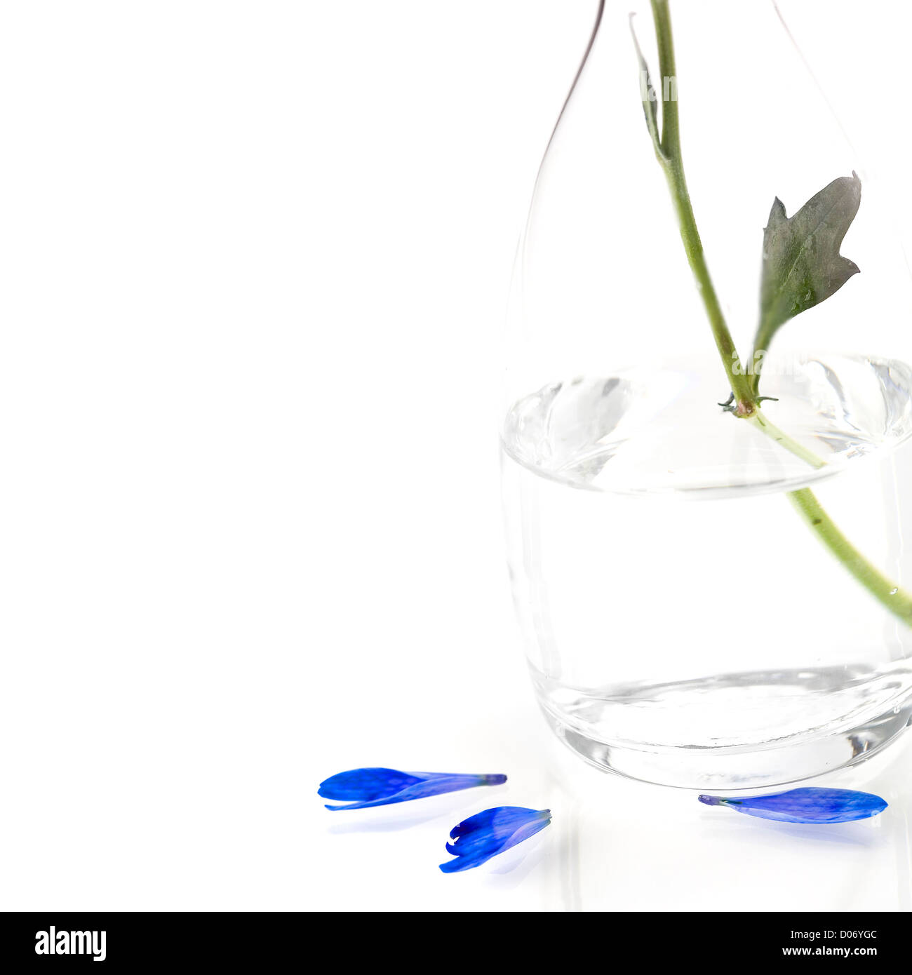 Blue cowslip hi-res stock photography and images - Alamy