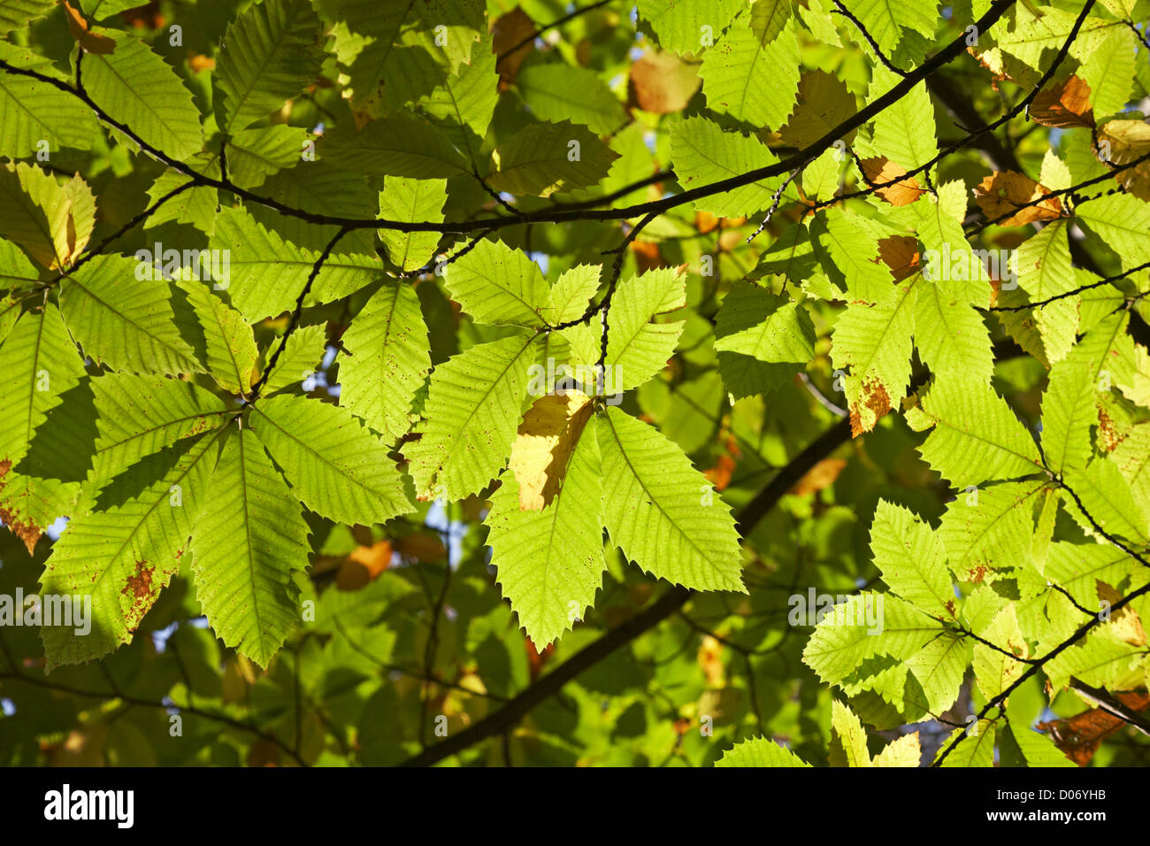 Autumnal Horse chestnut leaves (Aesculus hippocastanum) in the New ...