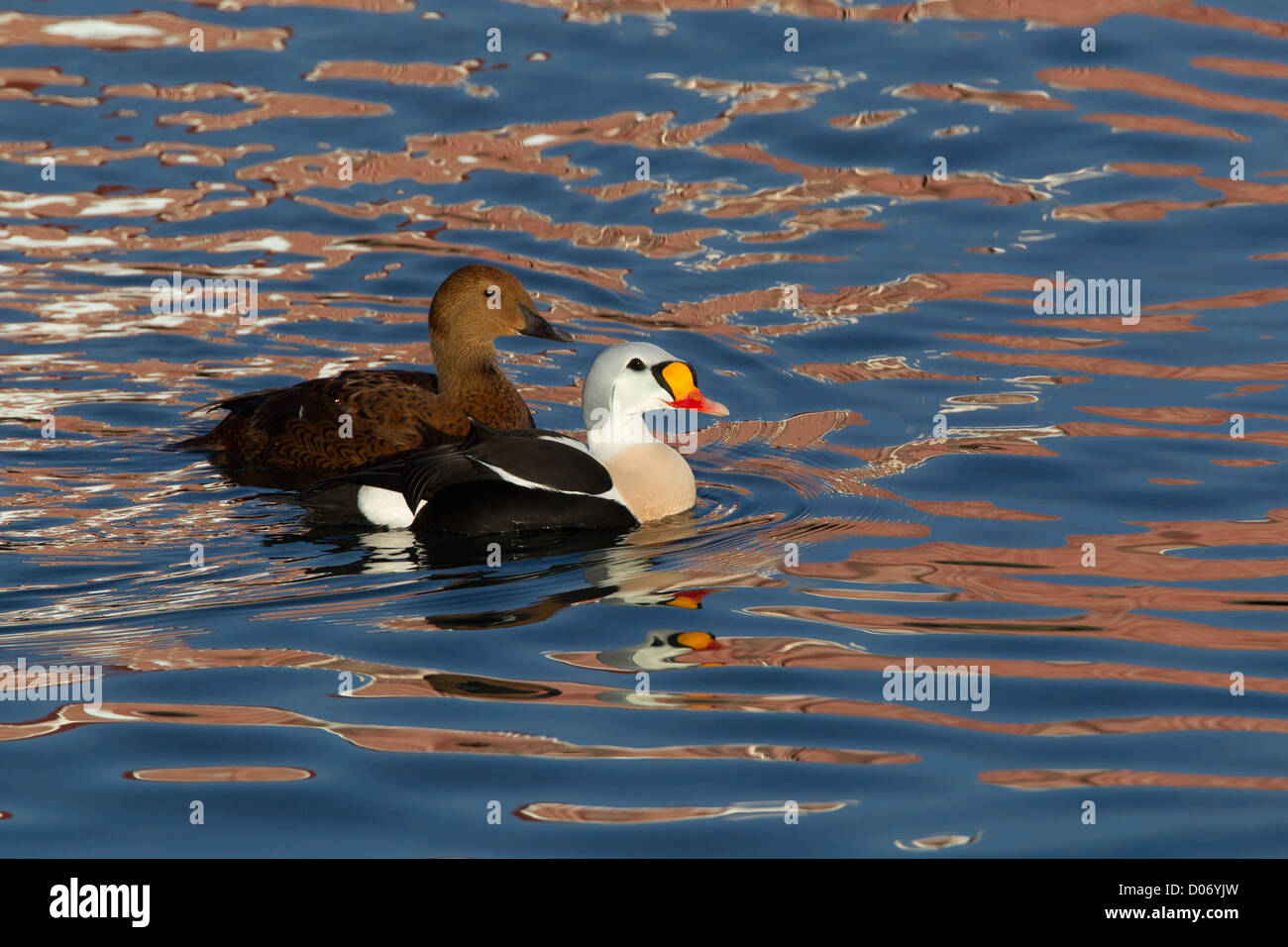 Drake and duck King Eider, Varanger Finnmark Norway Stock Photo - Alamy