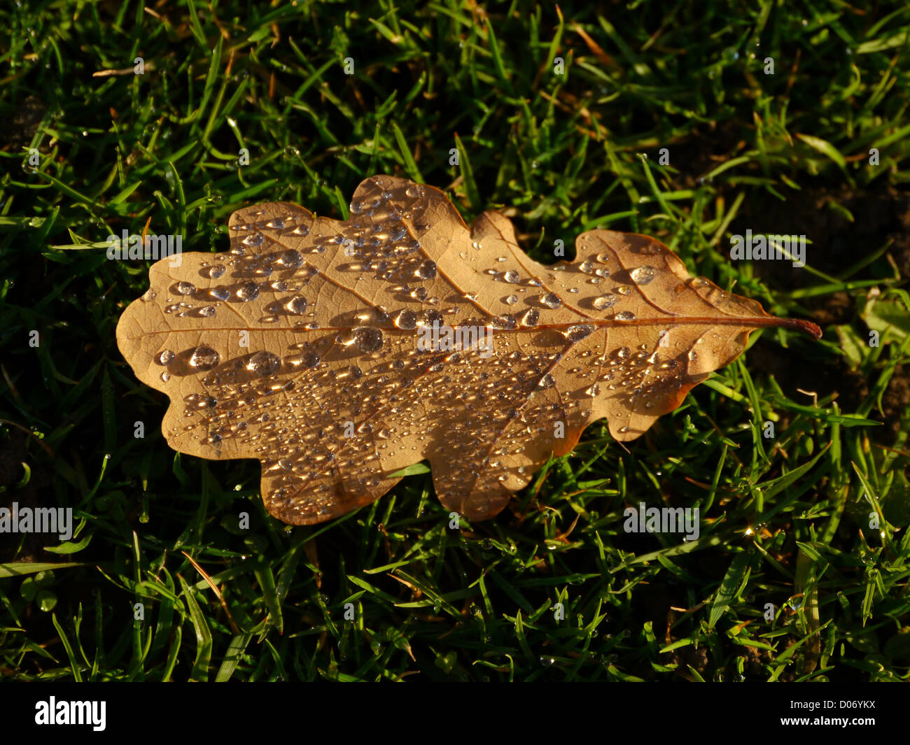 Autumn - Fallen oak leaf covered in water droplets lying on grass ...