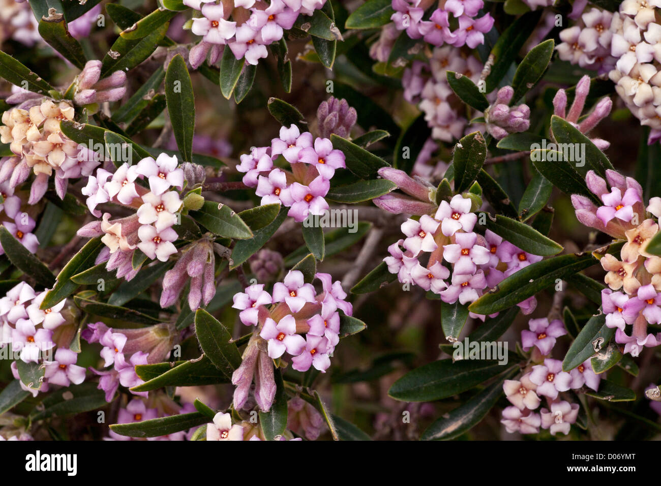 A wild daphne, Daphne sericea, in the White Mountains, Crete, Greece ...
