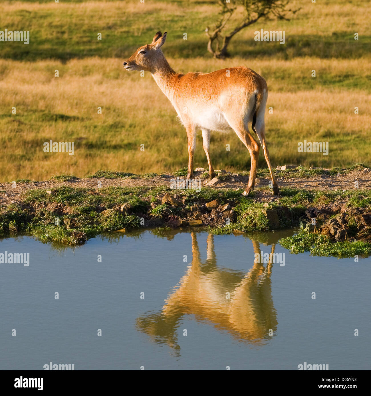 Female red lechwe kobus leche standing at the waterhole Stock Photo - Alamy