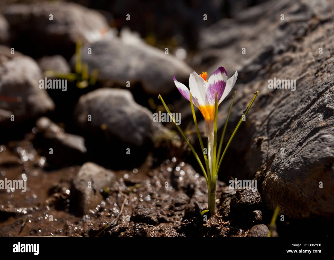 A wild crocus, Crocus sieberi ssp sieberi, (endemic subspecies) in the ...