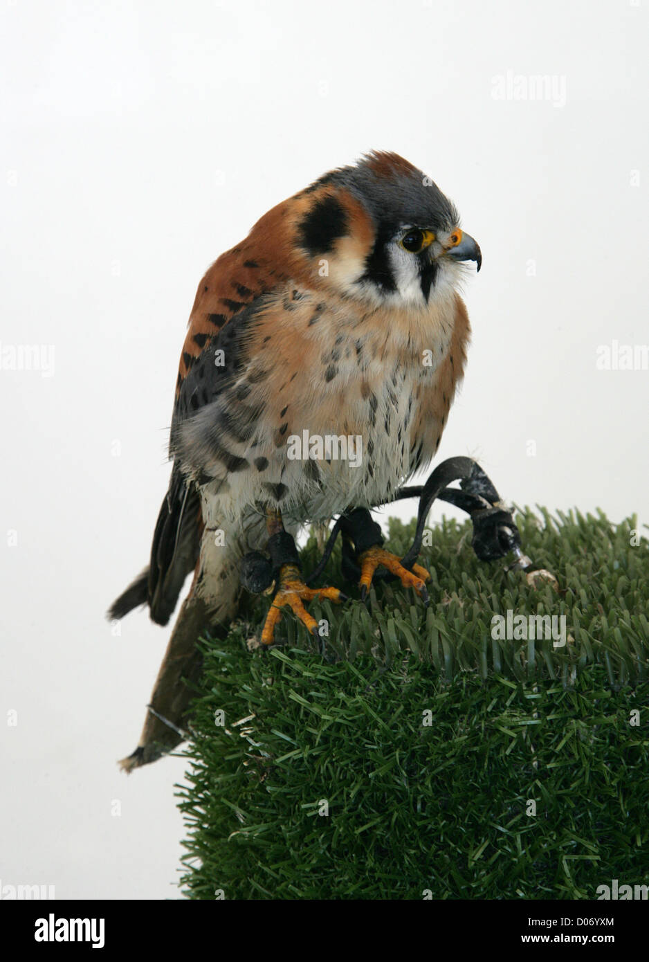 American Kestrel, Falco sparverius, Falconidae, Falconiformes. Male ...