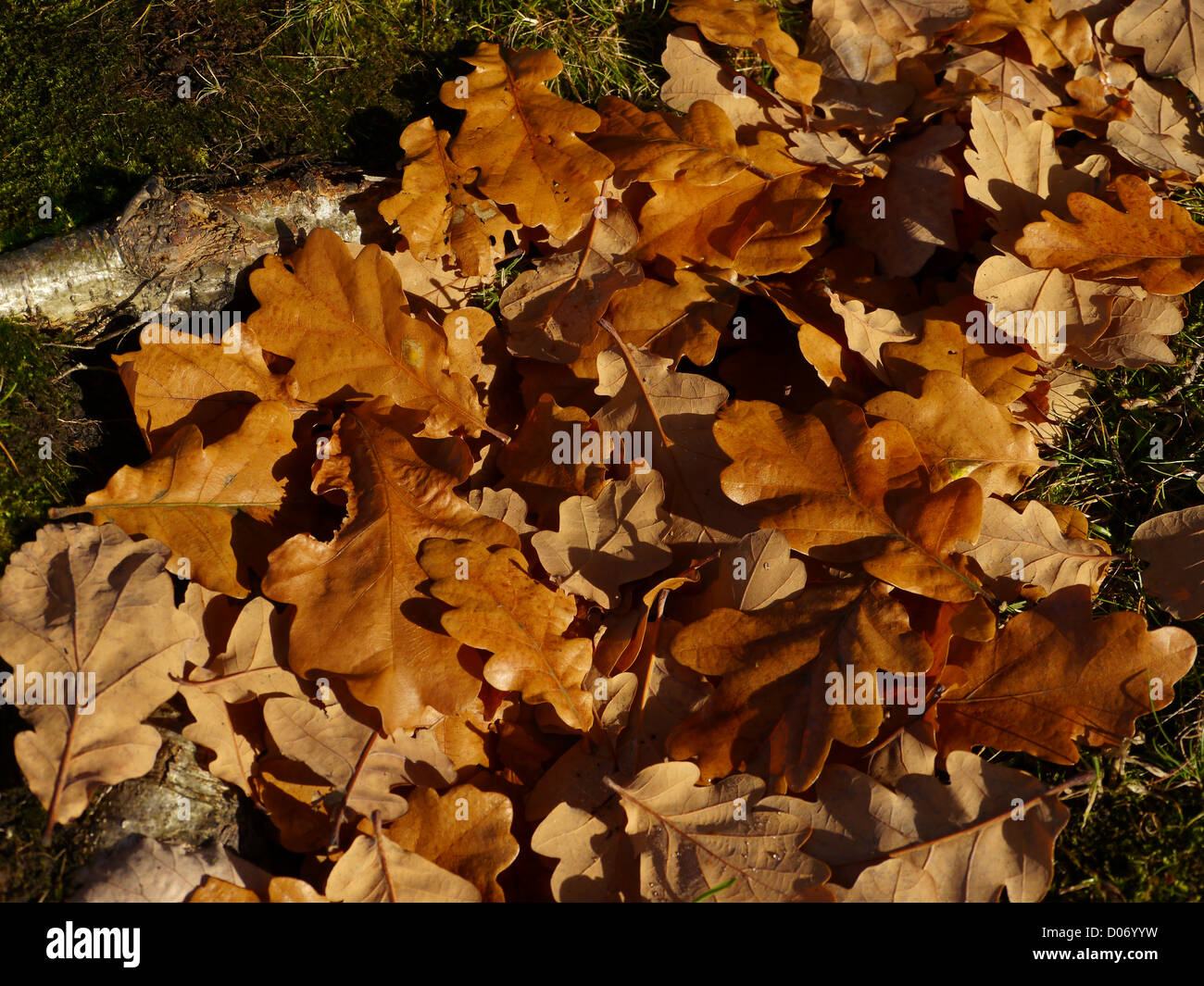 Autumn (the fall) - Fallen oak leaves (leaf litter) lying on grass ...