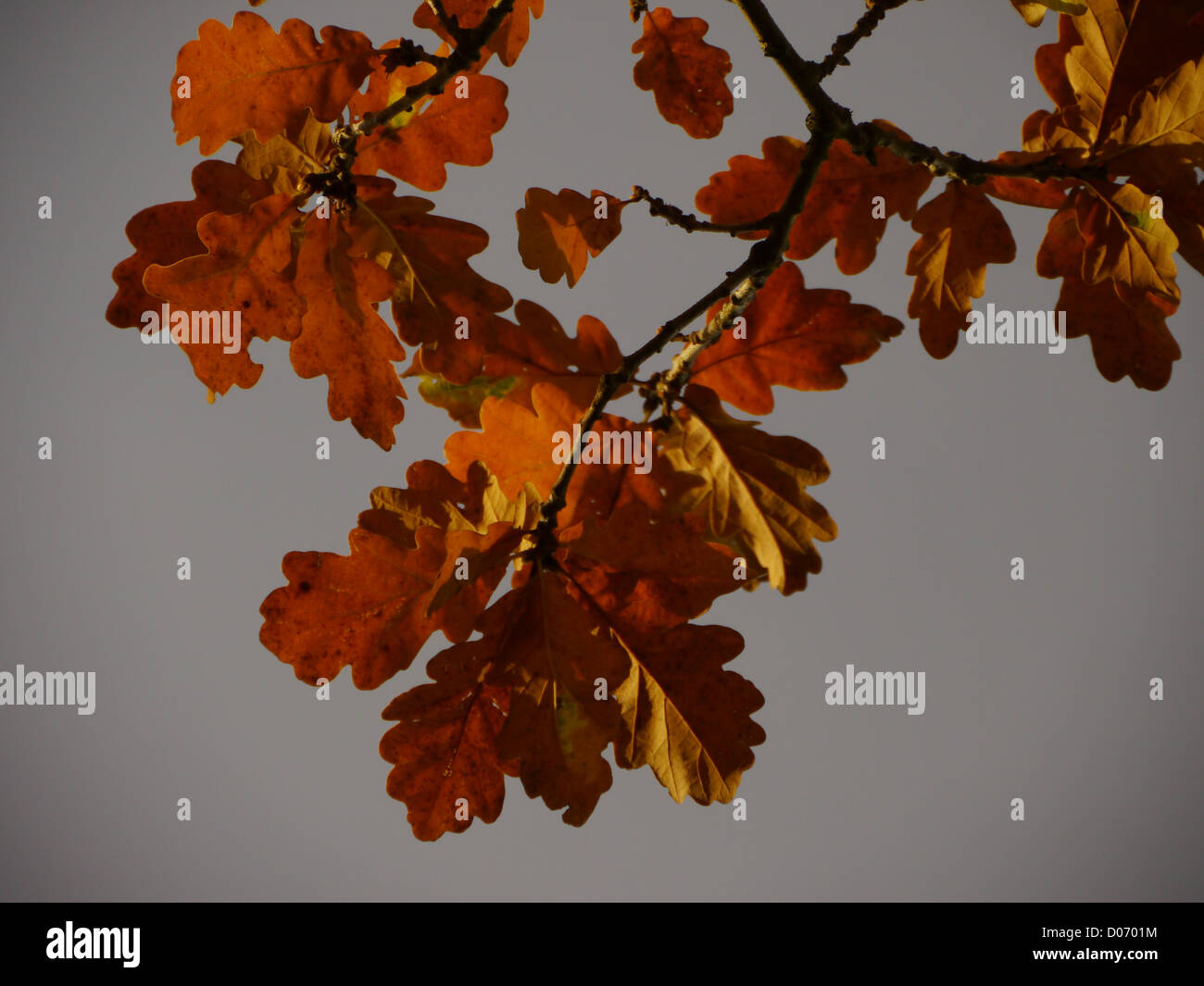 Russet colour leaves hi-res stock photography and images - Alamy