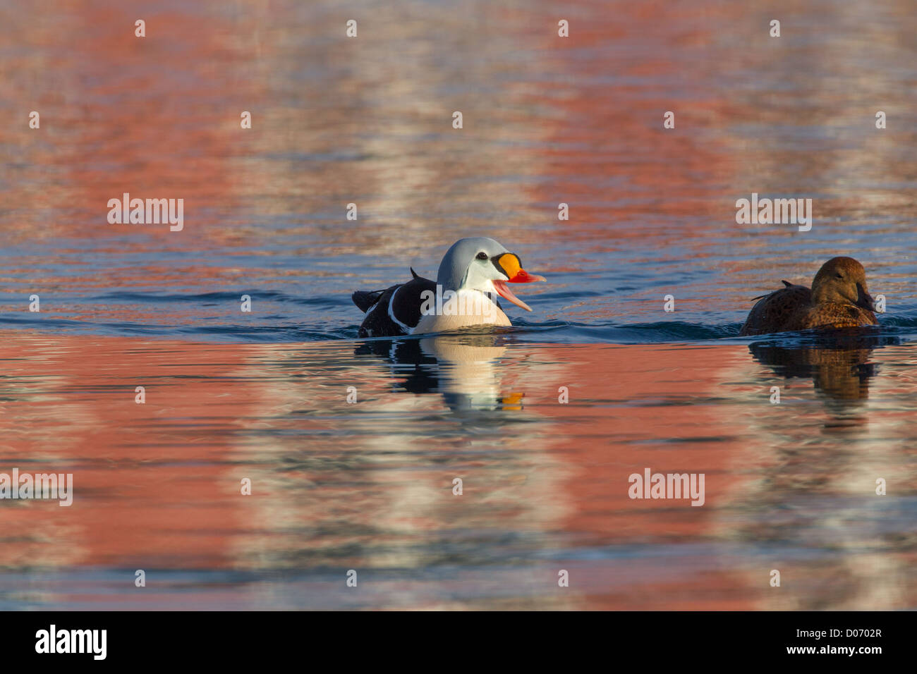 Drake King Eider, Varanger Finnmark Norway Stock Photo - Alamy