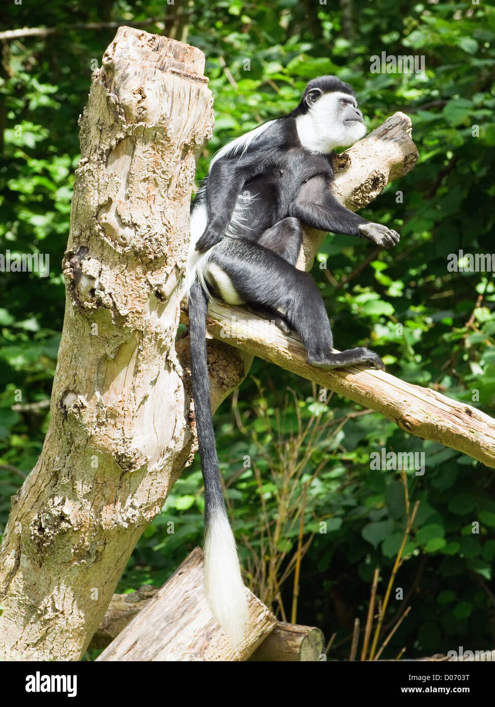 Black and white colobus monkey colobus satanas Stock Photo - Alamy Black and white colobus monkey colobus satanas Stock Photo - Alamy