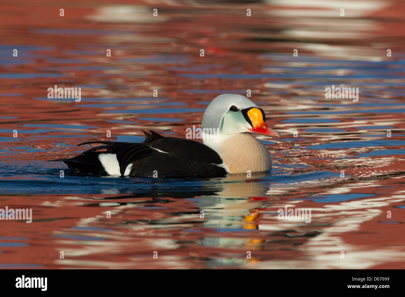 Drake King Eider, Varanger, Finnmark, Norway Stock Photo - Alamy