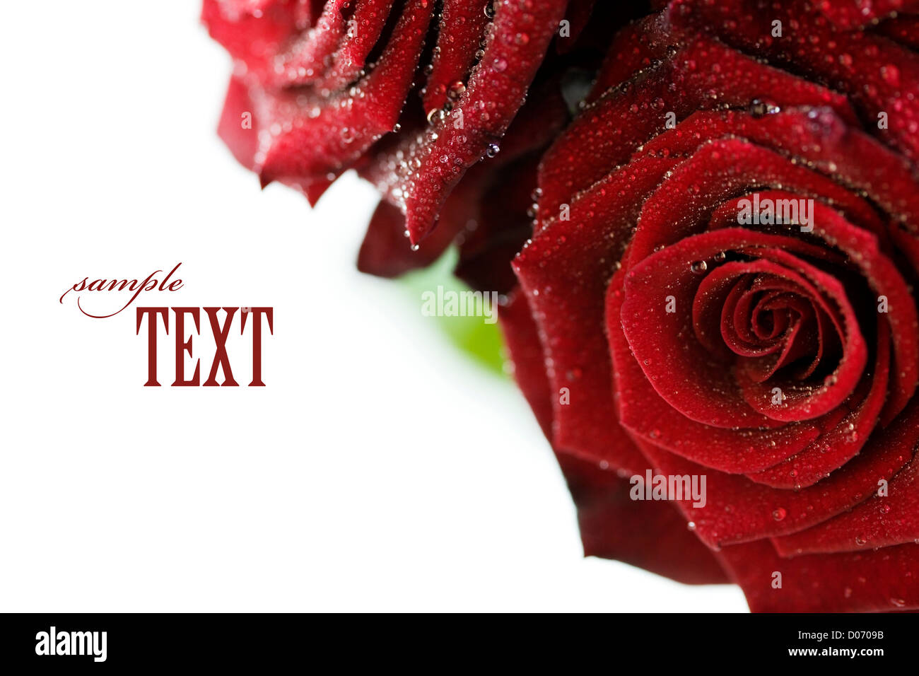 Beautiful Red Roses with water droplets Stock Photo - Alamy