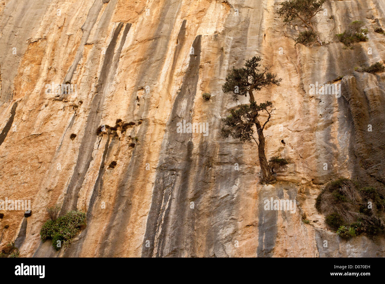 High limestone cliffs with cypress trees, Cupressus sempervirens forma ...