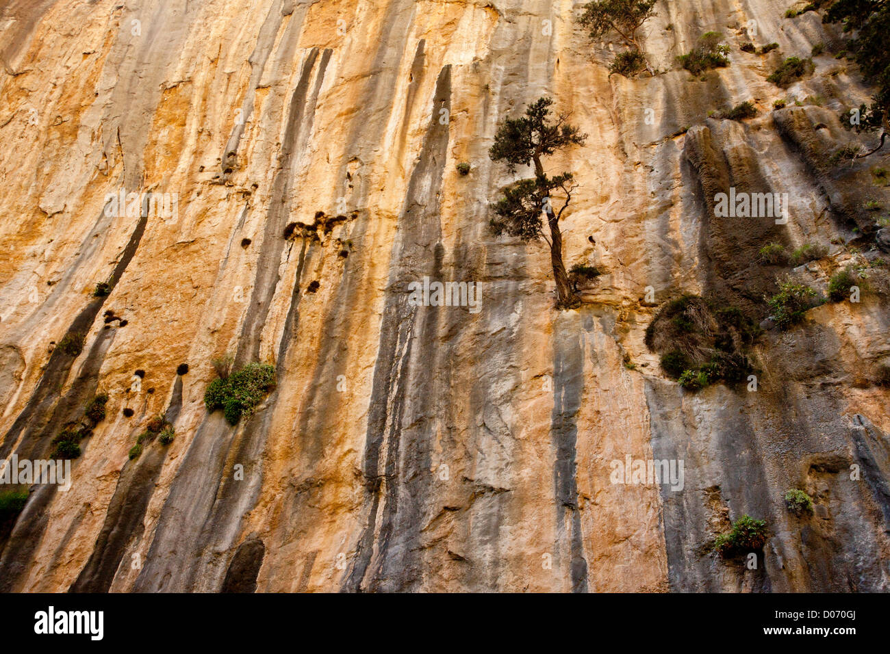 High limestone cliffs with cypress trees, Cupressus sempervirens forma ...