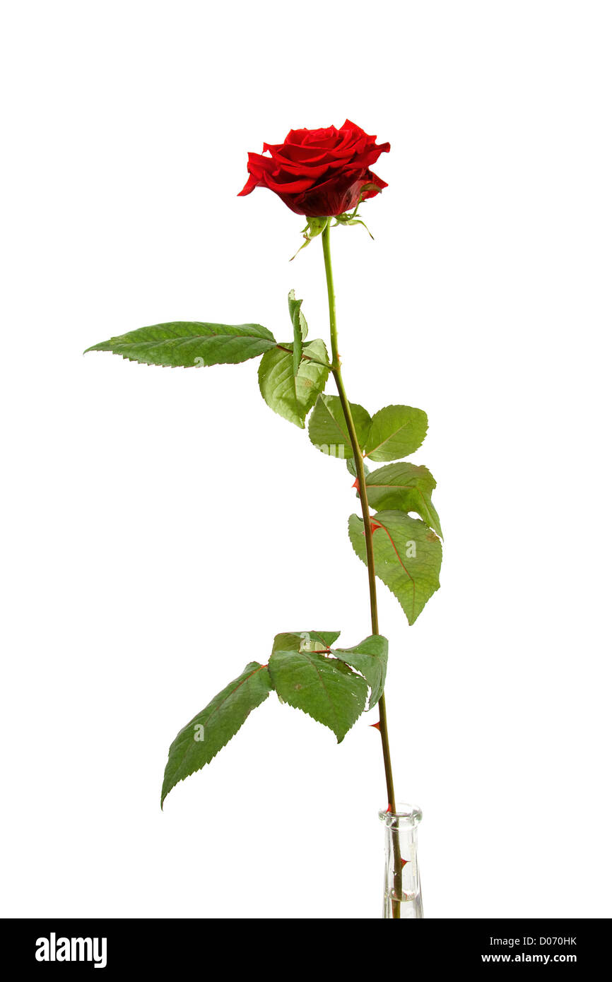 One single red rose over white background Stock Photo - Alamy