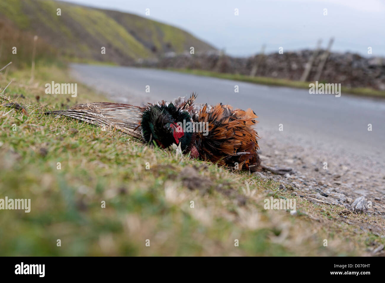 Dead Cock Pheasant. Road kill Stock Photo - Alamy