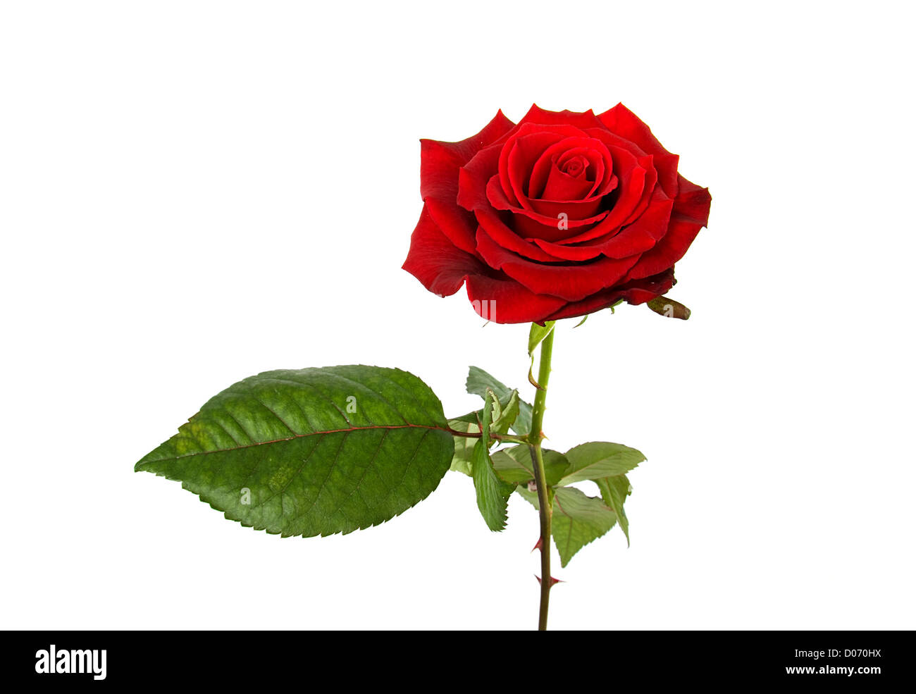 One single red rose over white background Stock Photo - Alamy