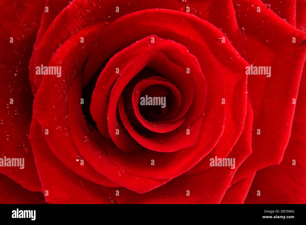 Red roses flower waterdrops hi-res stock photography and images - Alamy