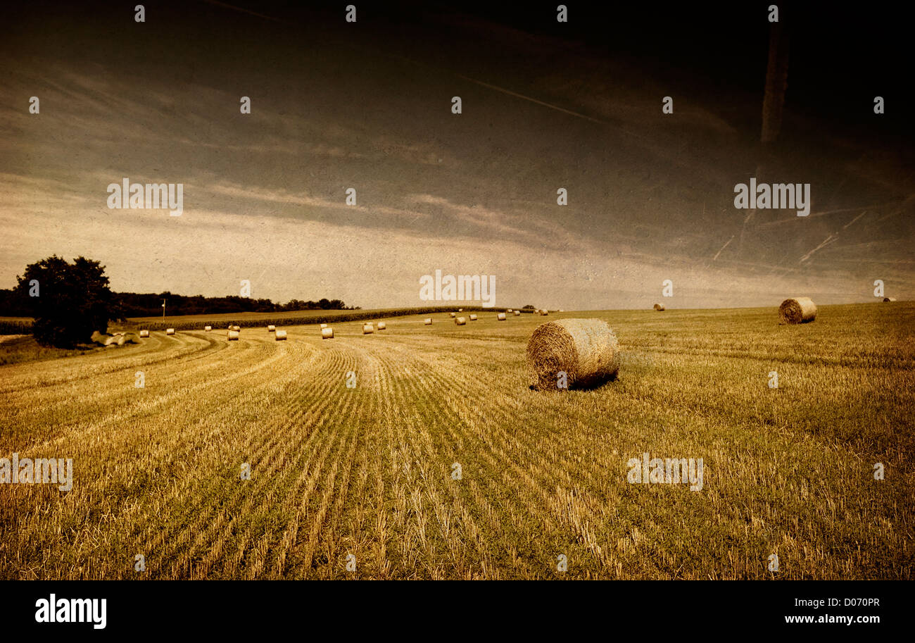 Hay straw corn stalk hi-res stock photography and images - Alamy