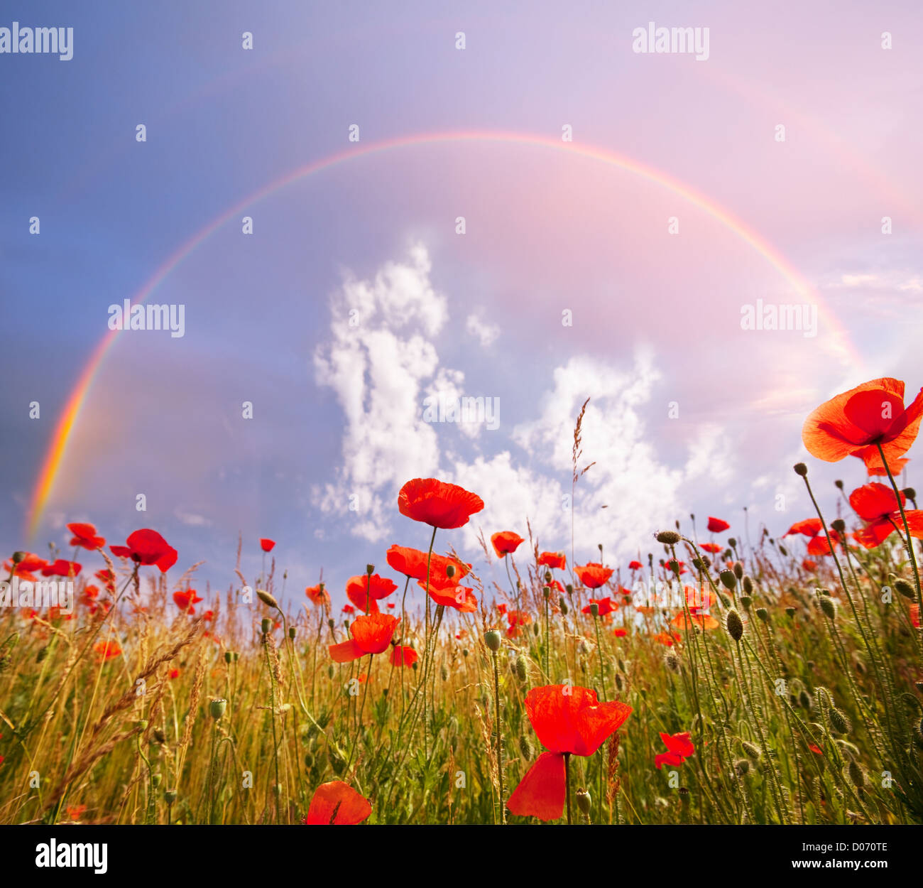 poppy and rainbow Stock Photo - Alamy