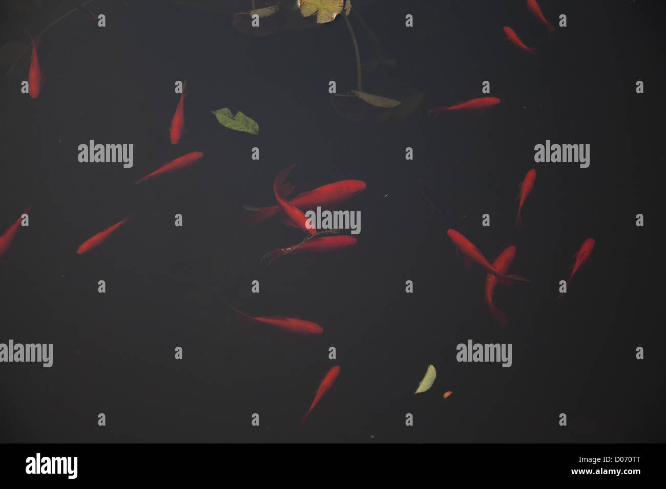 School of Goldfish in the lily pond at the Brooklyn Botanic Garden ...