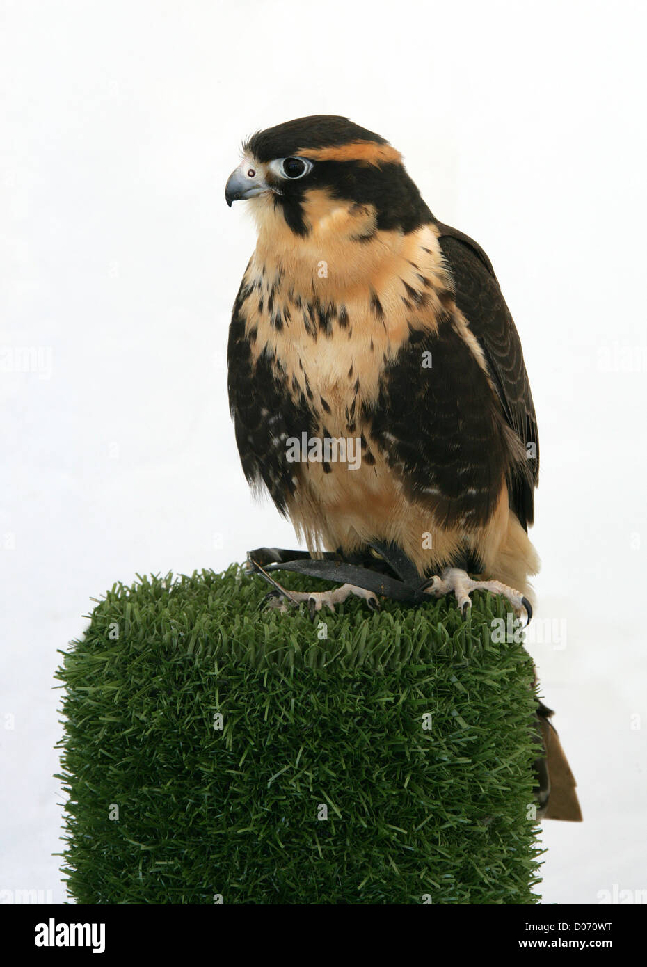 Aplomado Falcon, Falco Femoralis, Falconidae, Falconiformes. Americas ...