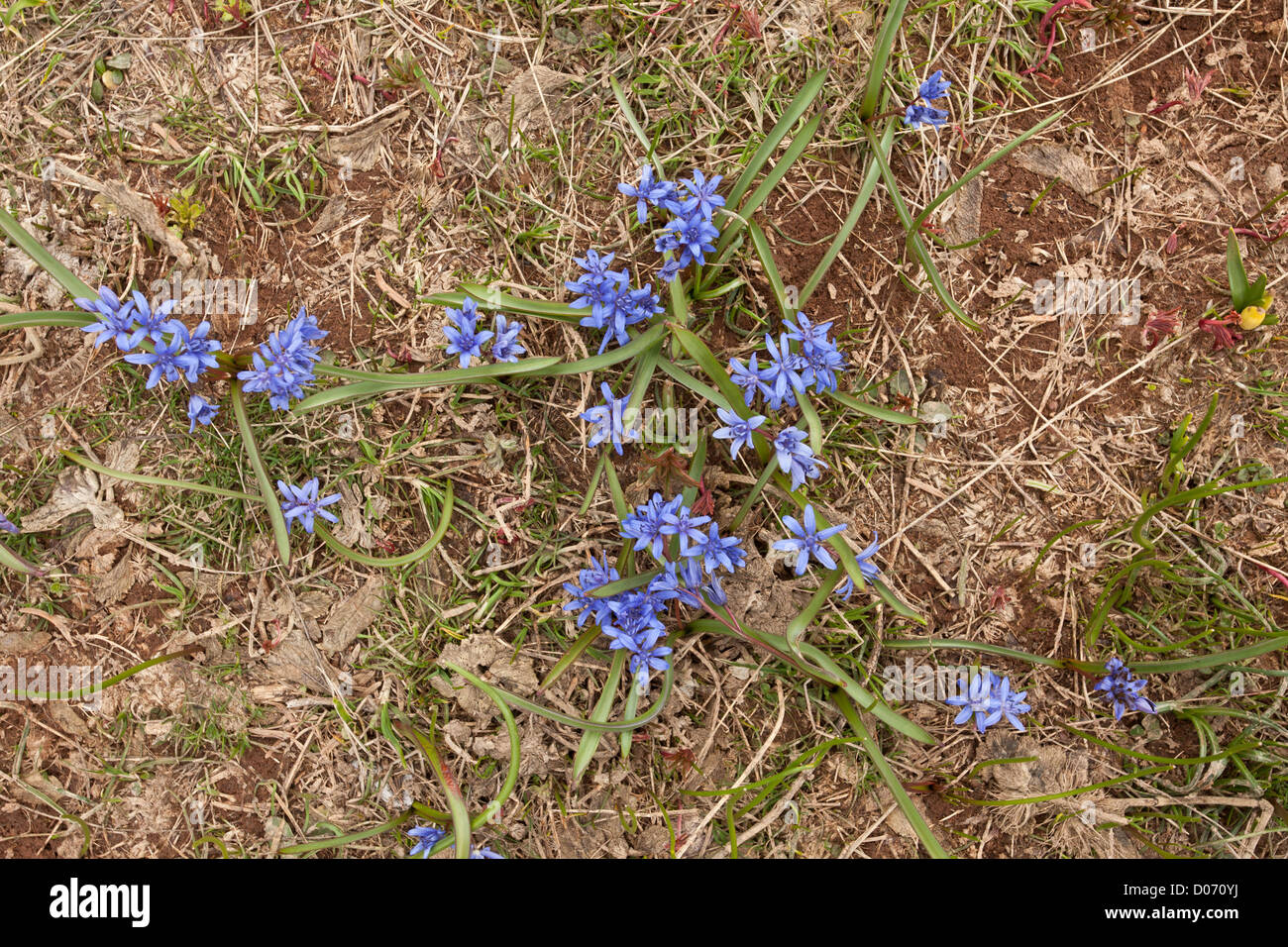 Alpine Squill, Scilla bifolia on Mount Parnassus, Greece Stock Photo ...
