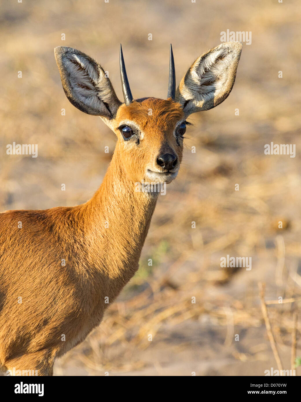 Close-up of a male steenbok (Raphicerus campestris) standing in arid ...