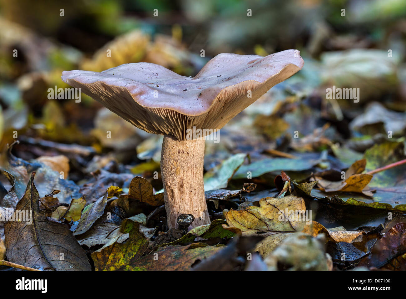 Club foot hi-res stock photography and images - Alamy