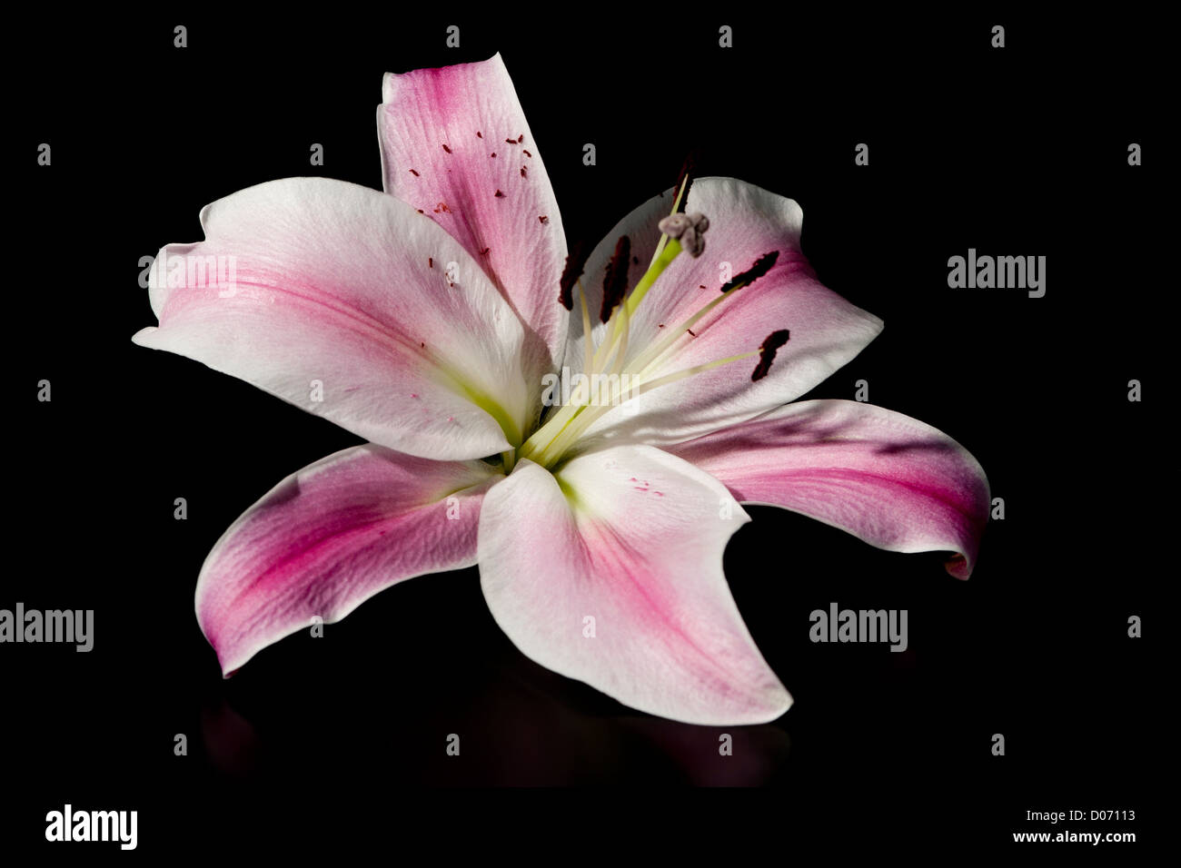 Lilly on Black Background Stock Photo - Alamy