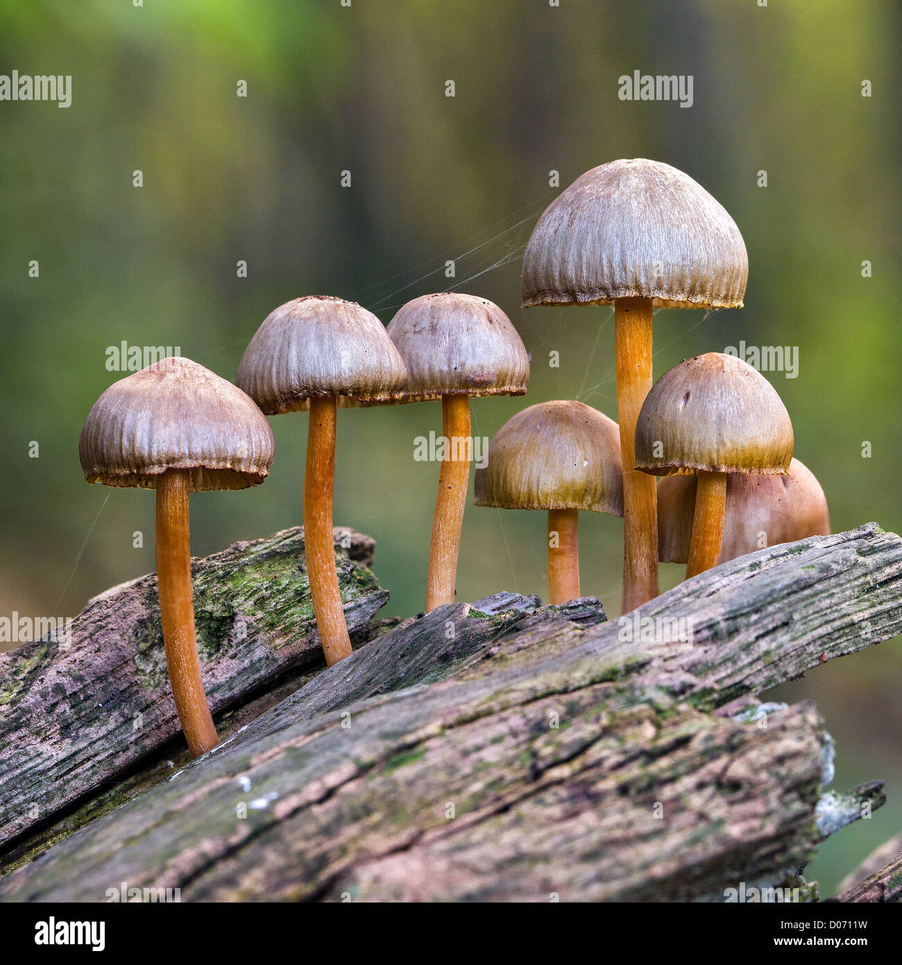 Bonnet mushrooms (mycena) on a decaying log in woodland Stock Photo - Alamy