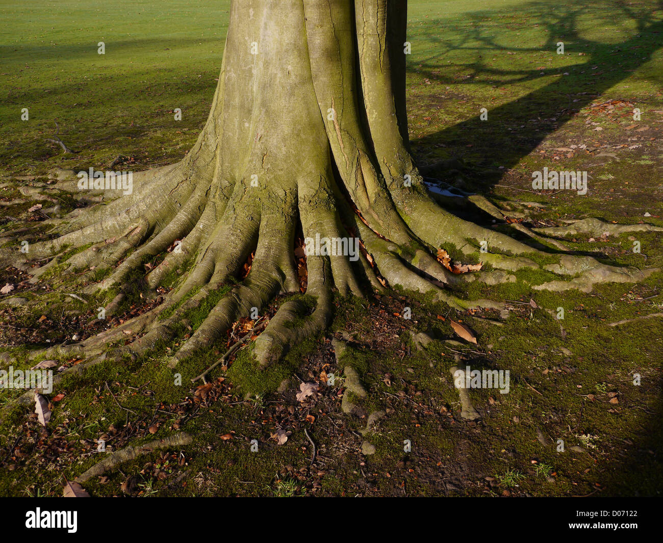 Tree, roots and shadow, Chatsworth House, Bakewell, Derbyshire, England ...