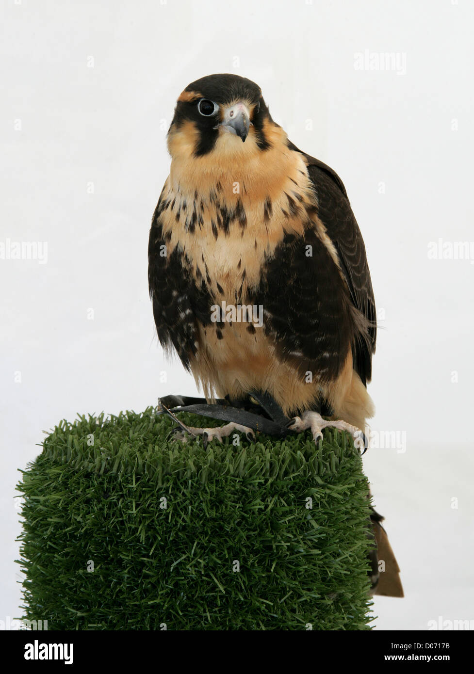 Aplomado Falcon, Falco Femoralis, Falconidae, Falconiformes. Americas ...