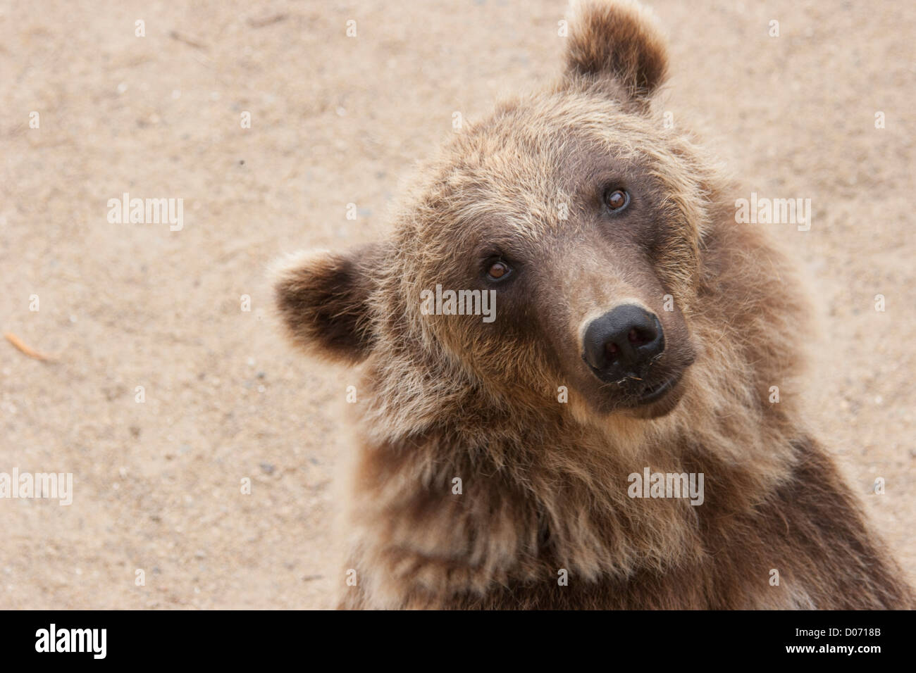 Brown Bear Staring at Viewer Stock Photo - Alamy