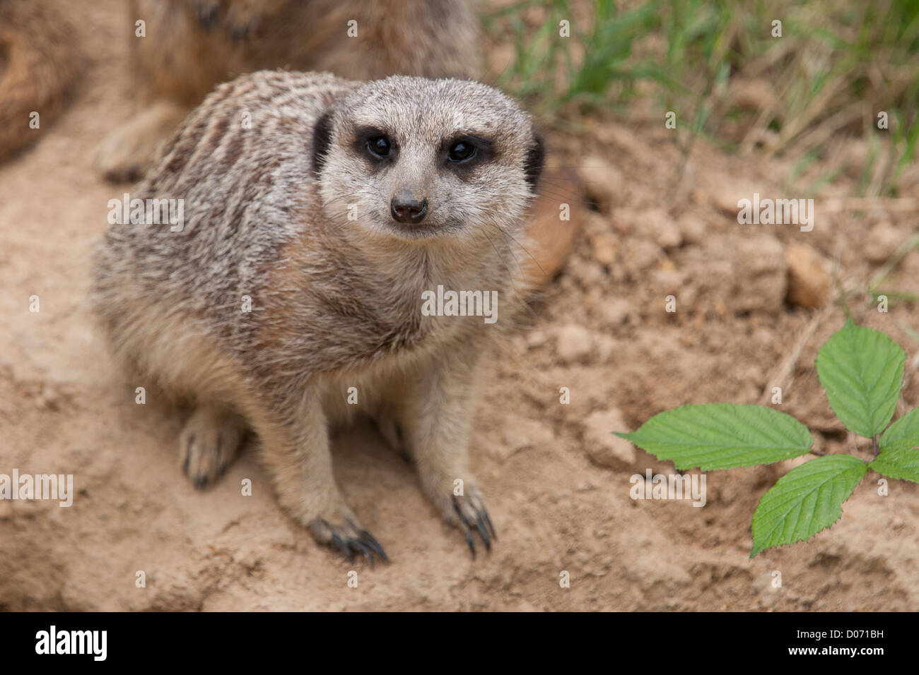 Meerkat Smiling High Resolution Stock Photography and Images - Alamy
