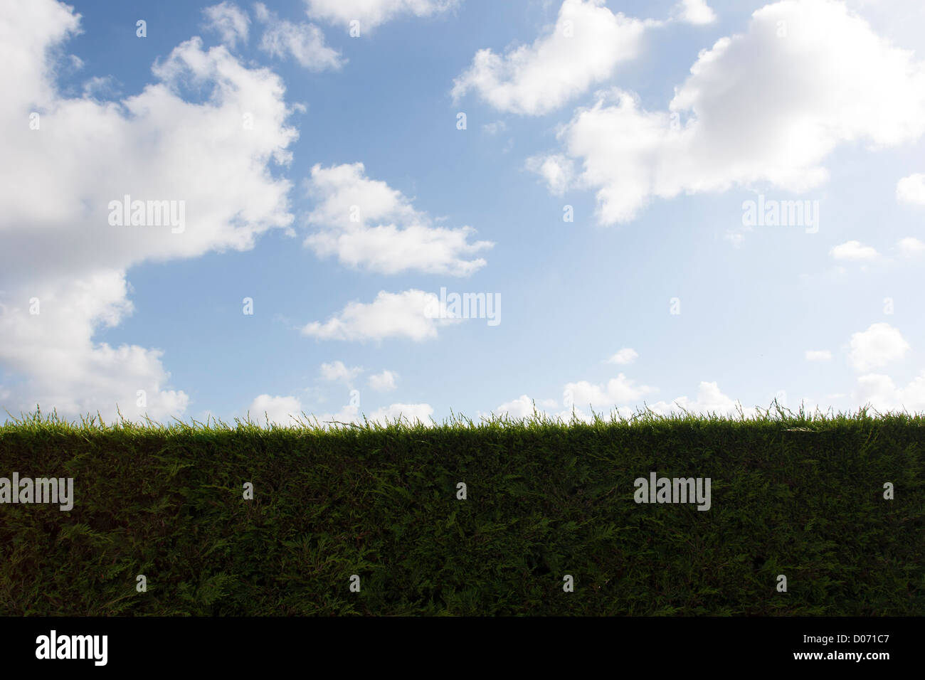 Fluffy Clouds, Blue Sky Above Hedge Stock Photo - Alamy