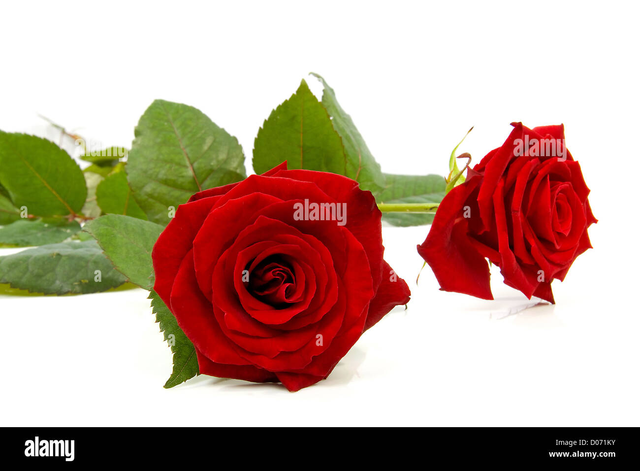 Two red roses lying over white background Stock Photo - Alamy