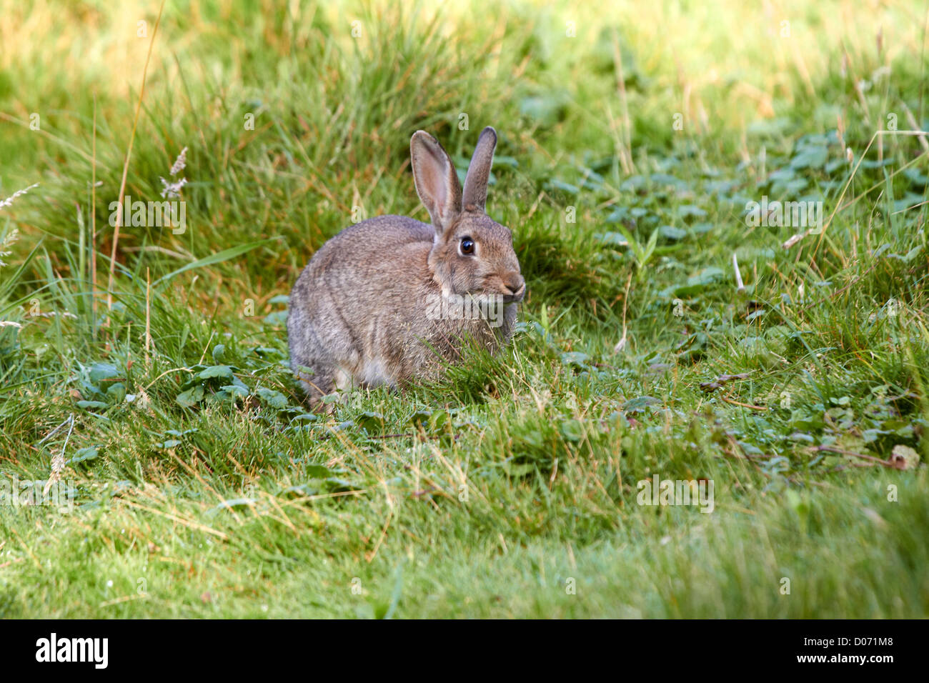 Wild Rabbit in Meadow Grass Stock Photo - Alamy