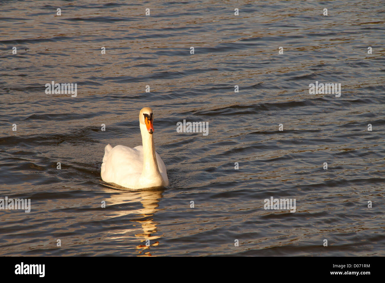 White swan on river, France, Europe Stock Photo - Alamy