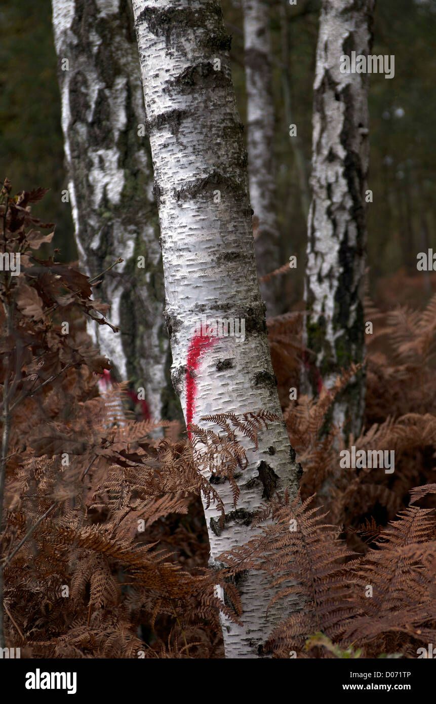 Silver birch forest hi-res stock photography and images - Alamy