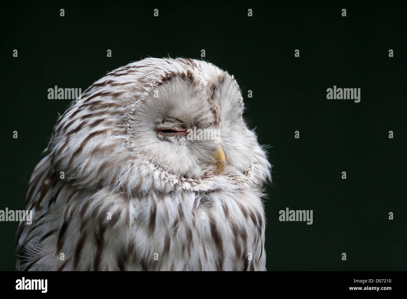 Portrait of Owl with Eyes Shut Stock Photo - Alamy