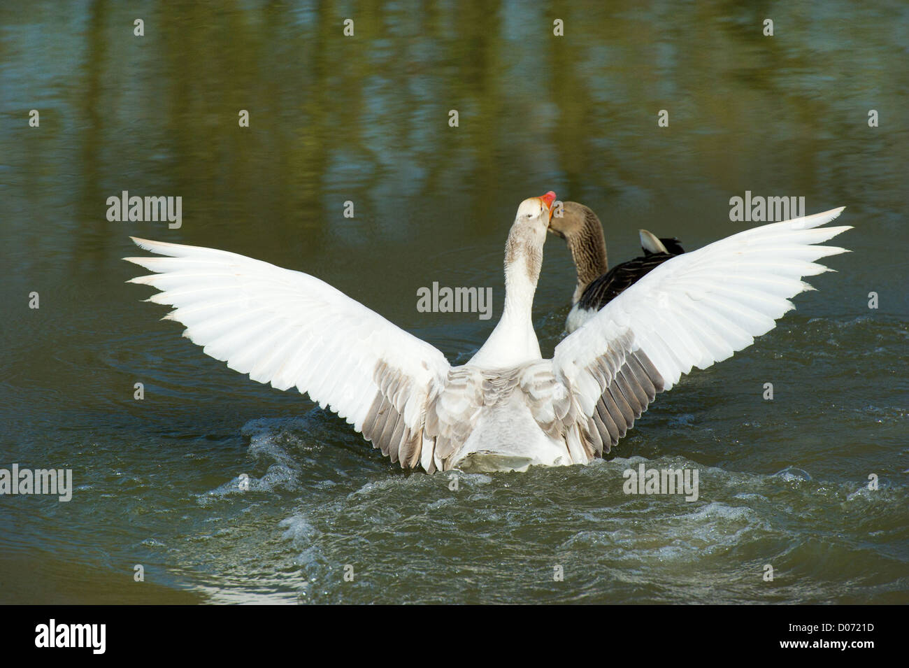 Courtship displays from gooses Stock Photo - Alamy