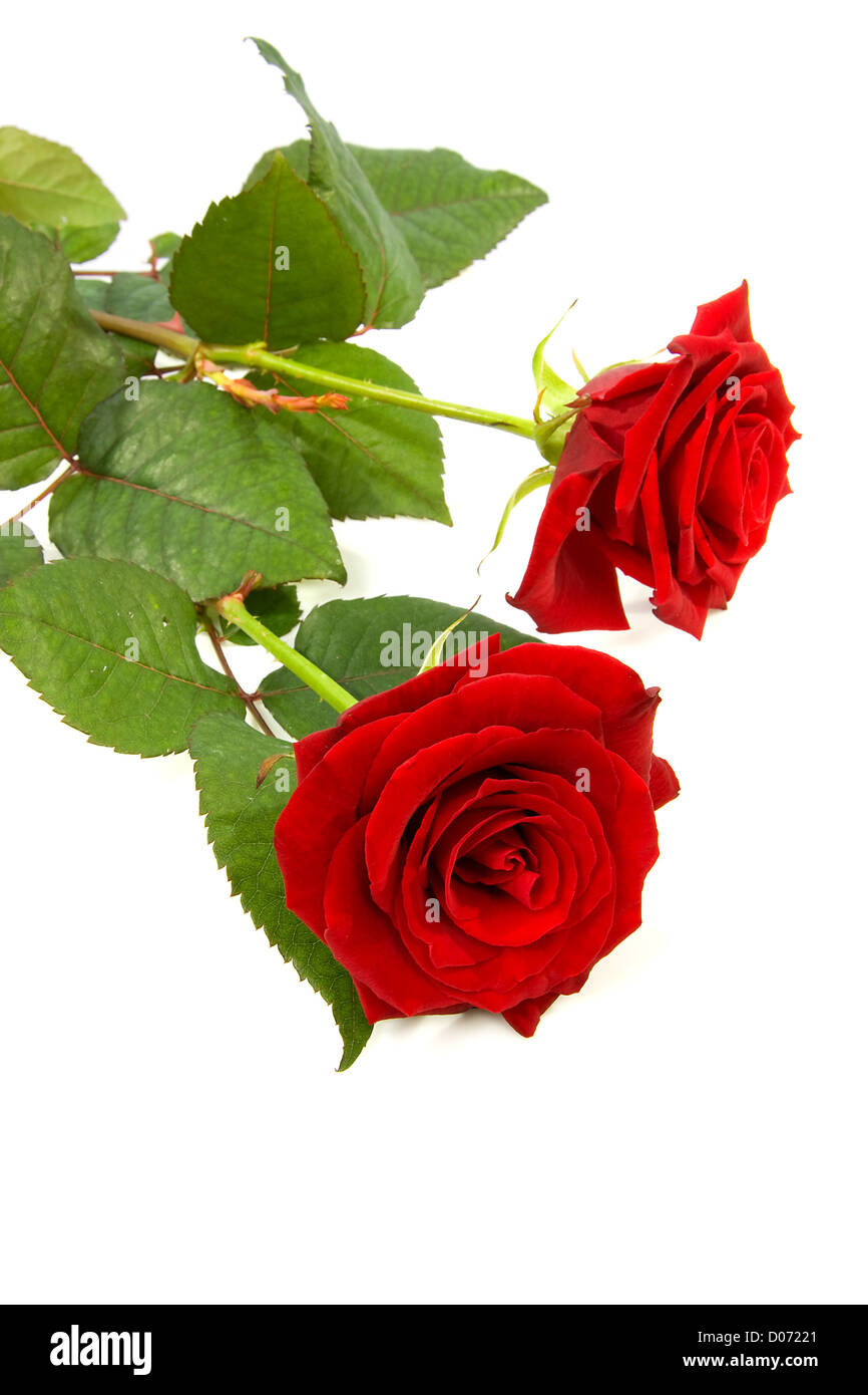 two red roses lie over white background Stock Photo - Alamy