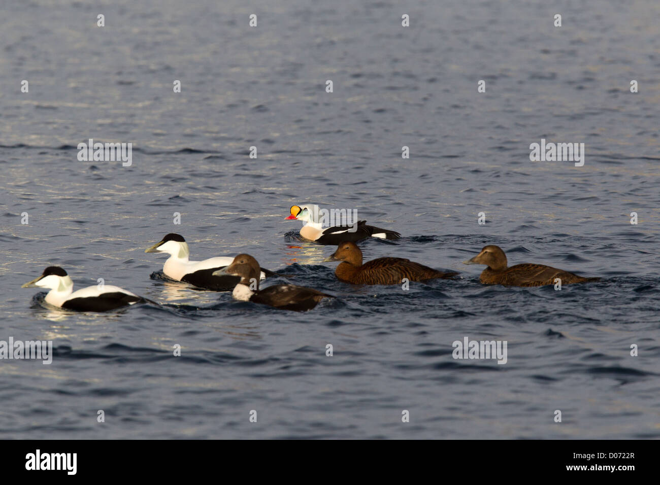 Common eiders hi-res stock photography and images - Alamy