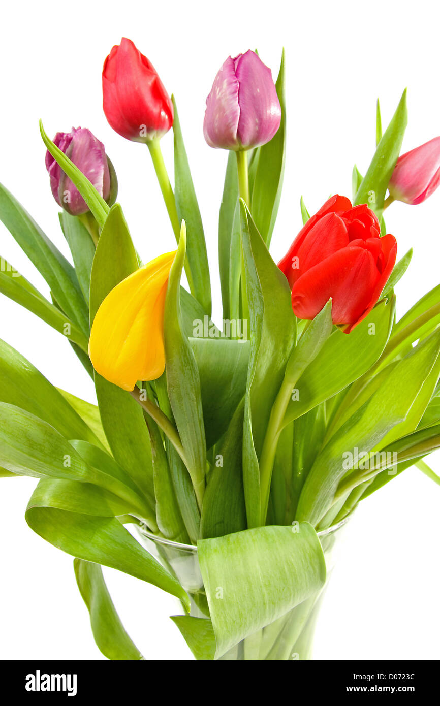 bouquet of colorful Dutch tulips over white background Stock Photo - Alamy