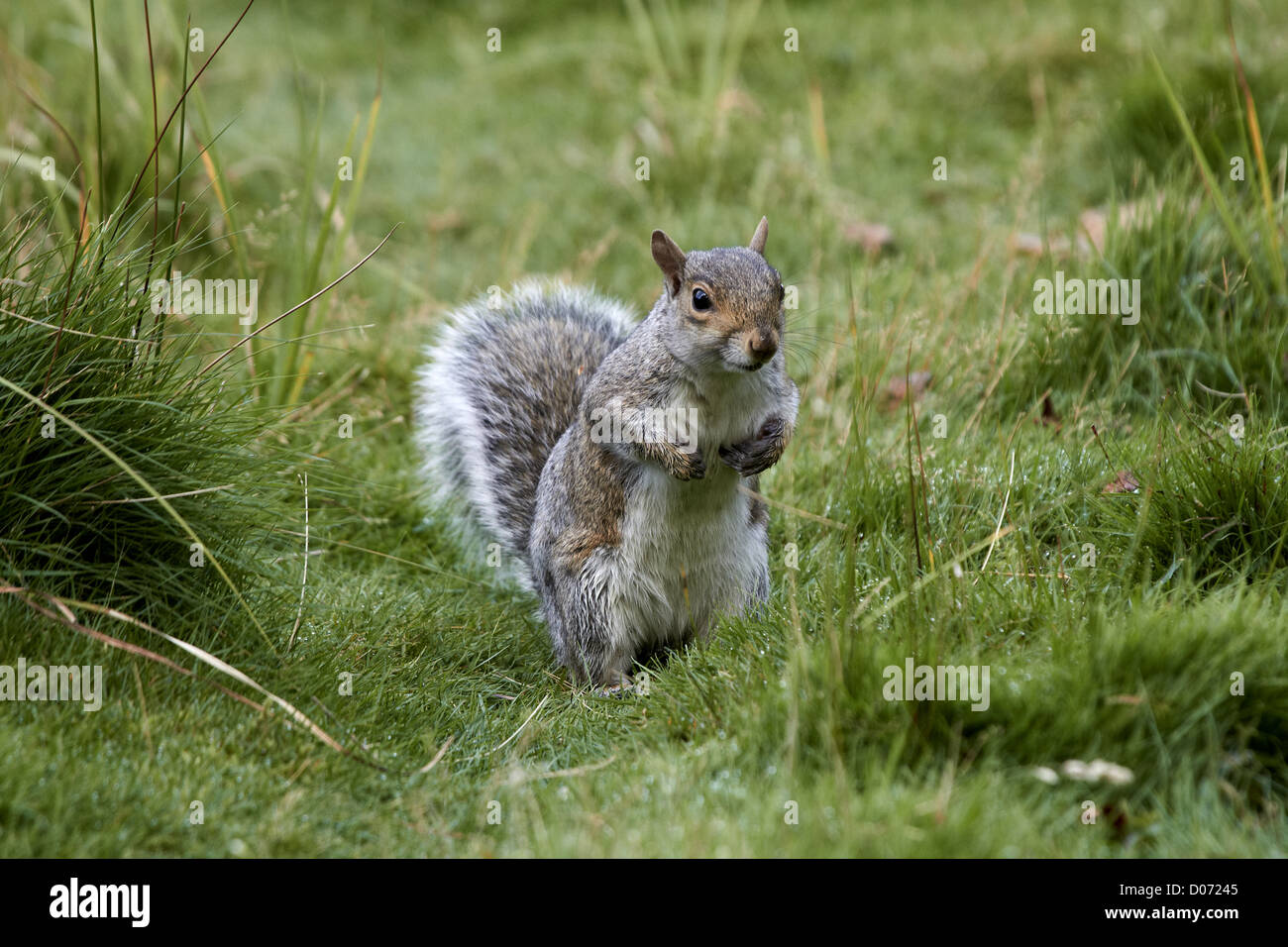 Grey Squirrel sitting in Meadow Grass Stock Photo - Alamy