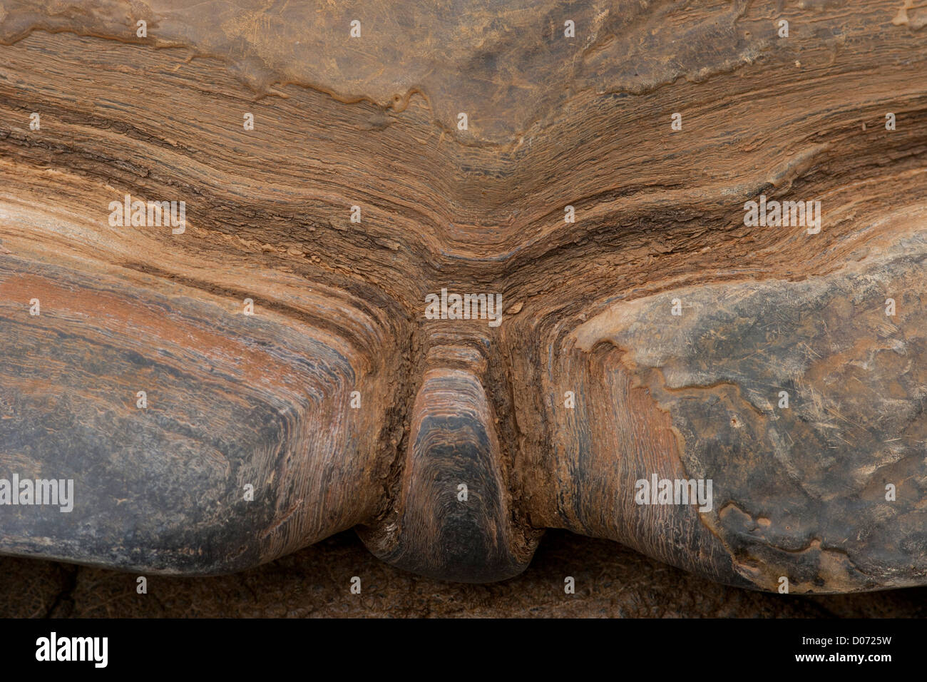The rear end of a Giant Tortoise Stock Photo - Alamy