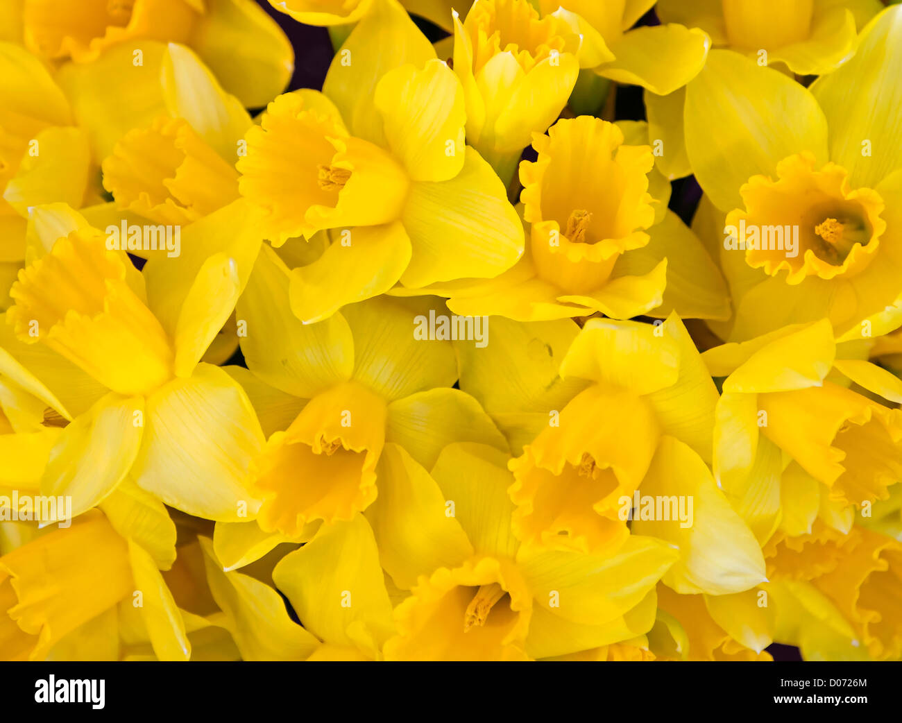 Closeup of Yellow Daffodils Stock Photo - Alamy