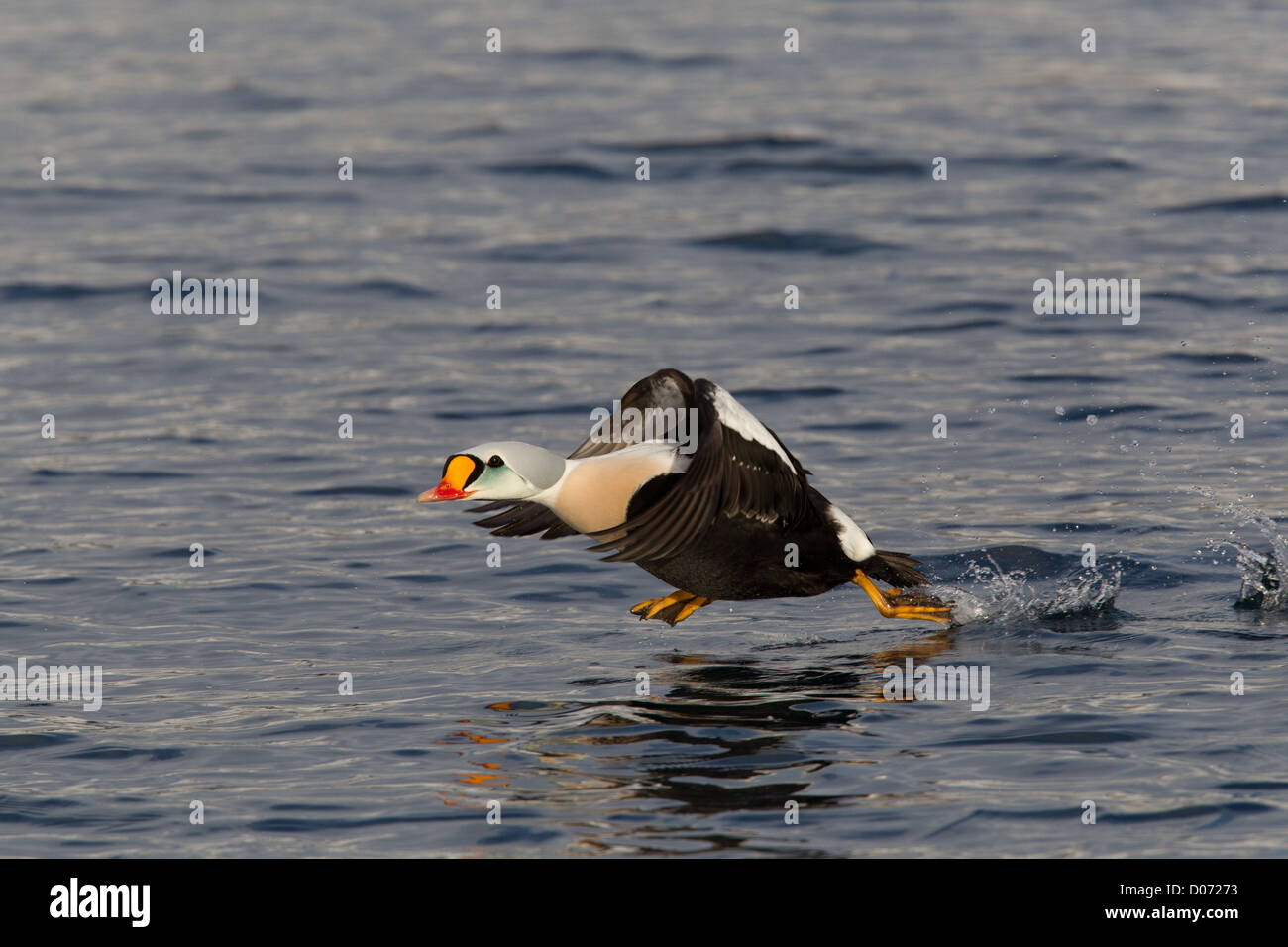 Drake King Eider, Varanger, Finnmark Norway Stock Photo - Alamy