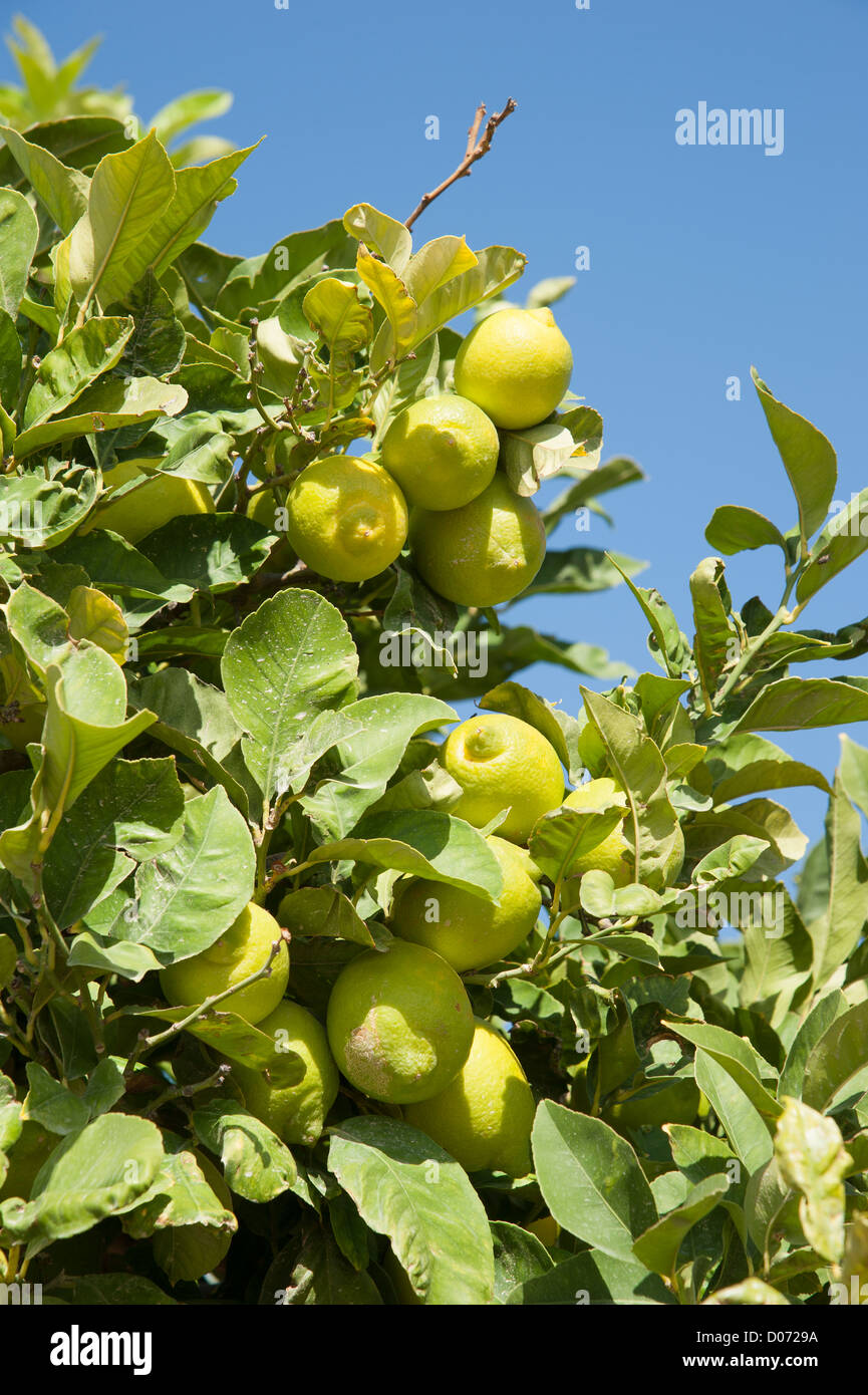 Lemons cyprus hi-res stock photography and images - Alamy