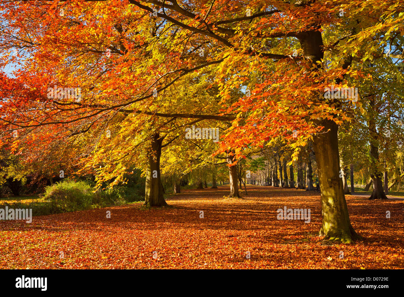 Autumn Trees Uk Hi res Stock Photography And Images Alamy Autumn Trees Uk Hi res Stock Photography And Images Alamy