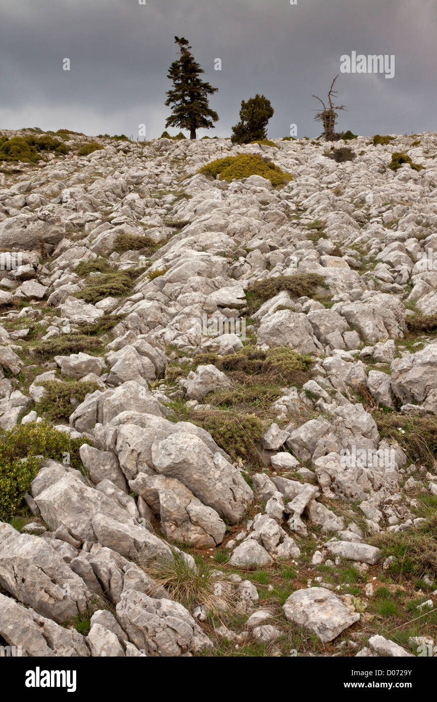 High altitude grazed limestone pavement, with greek fir, on Mount ...